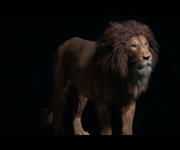 ArtStation - Lion Blender 4K model with fur model | Game Assets