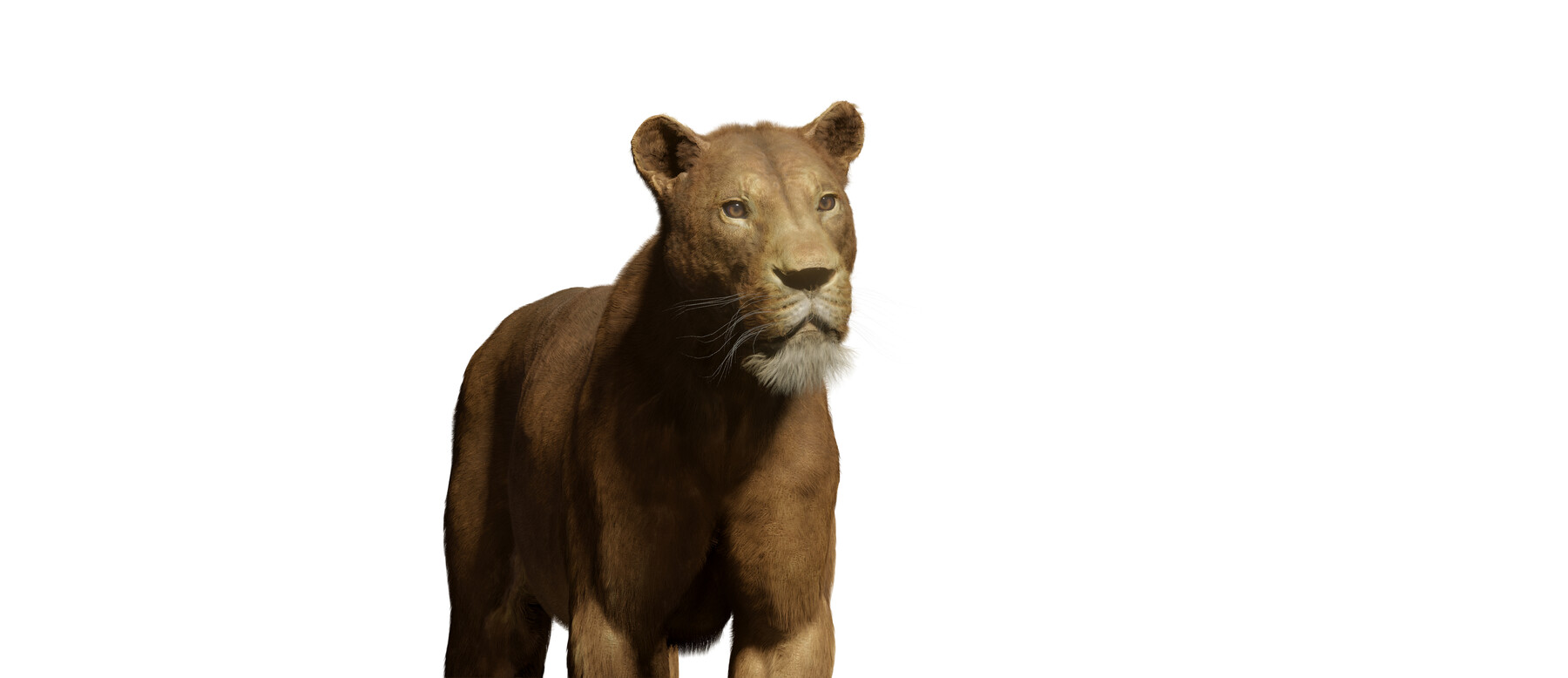 ArtStation - Young Lion 3d Blender model 3D model | Game Assets