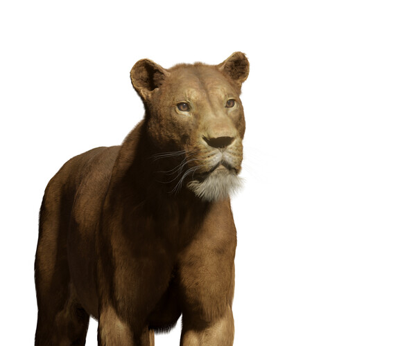 ArtStation - Young Lion 3d Blender model 3D model | Game Assets