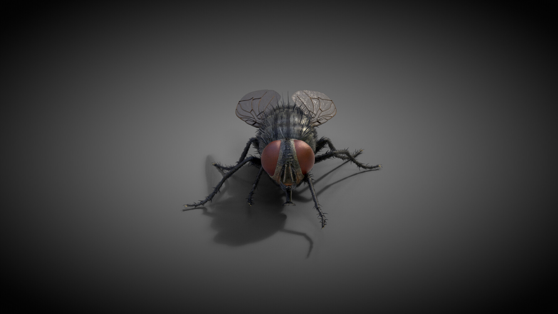 ArtStation - Housefly Animated | VFX Grace | Game Assets