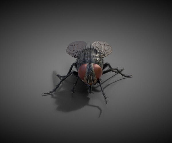 ArtStation - Housefly Animated | VFX Grace | Game Assets