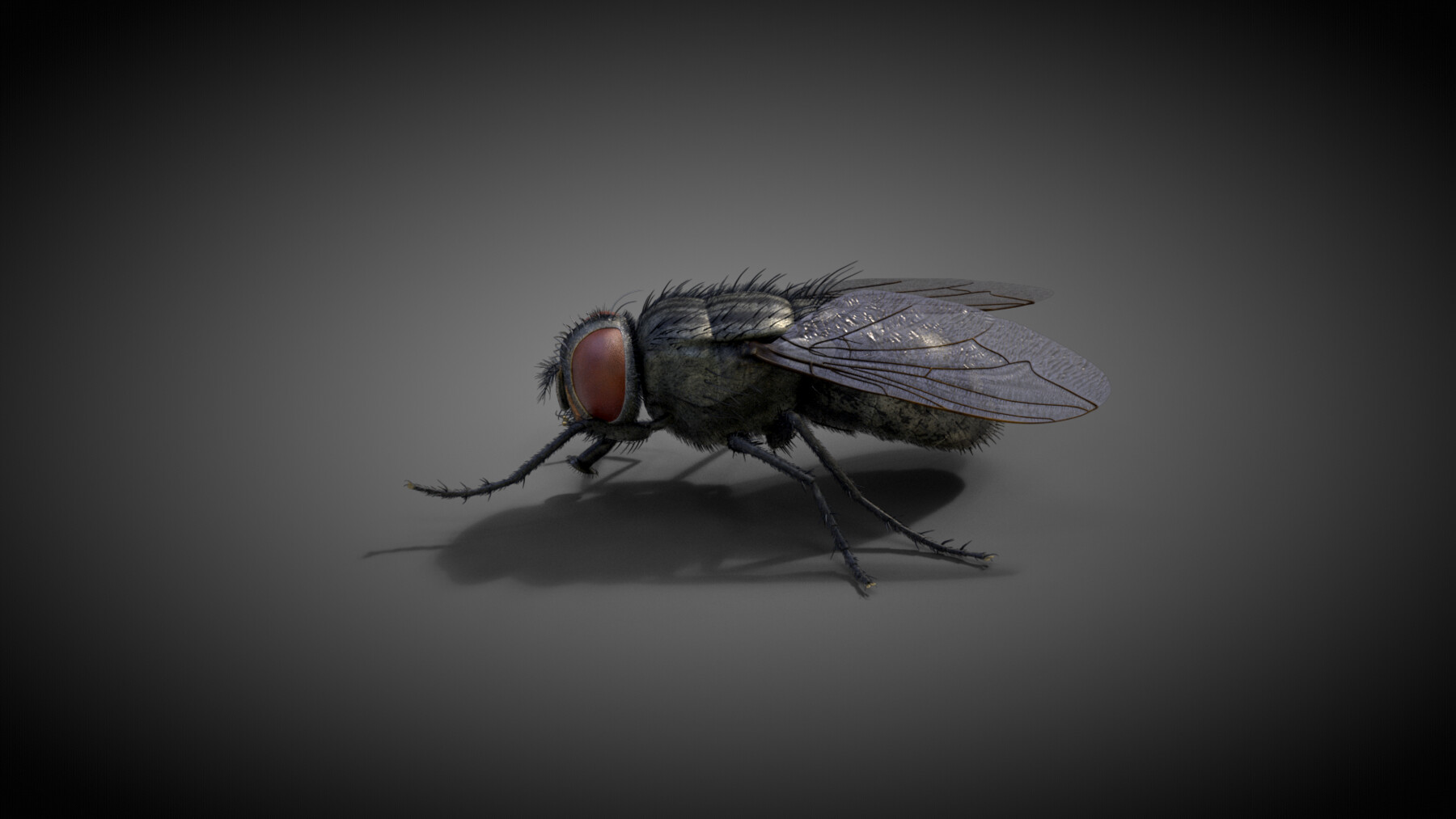 ArtStation - Housefly Animated | VFX Grace | Game Assets
