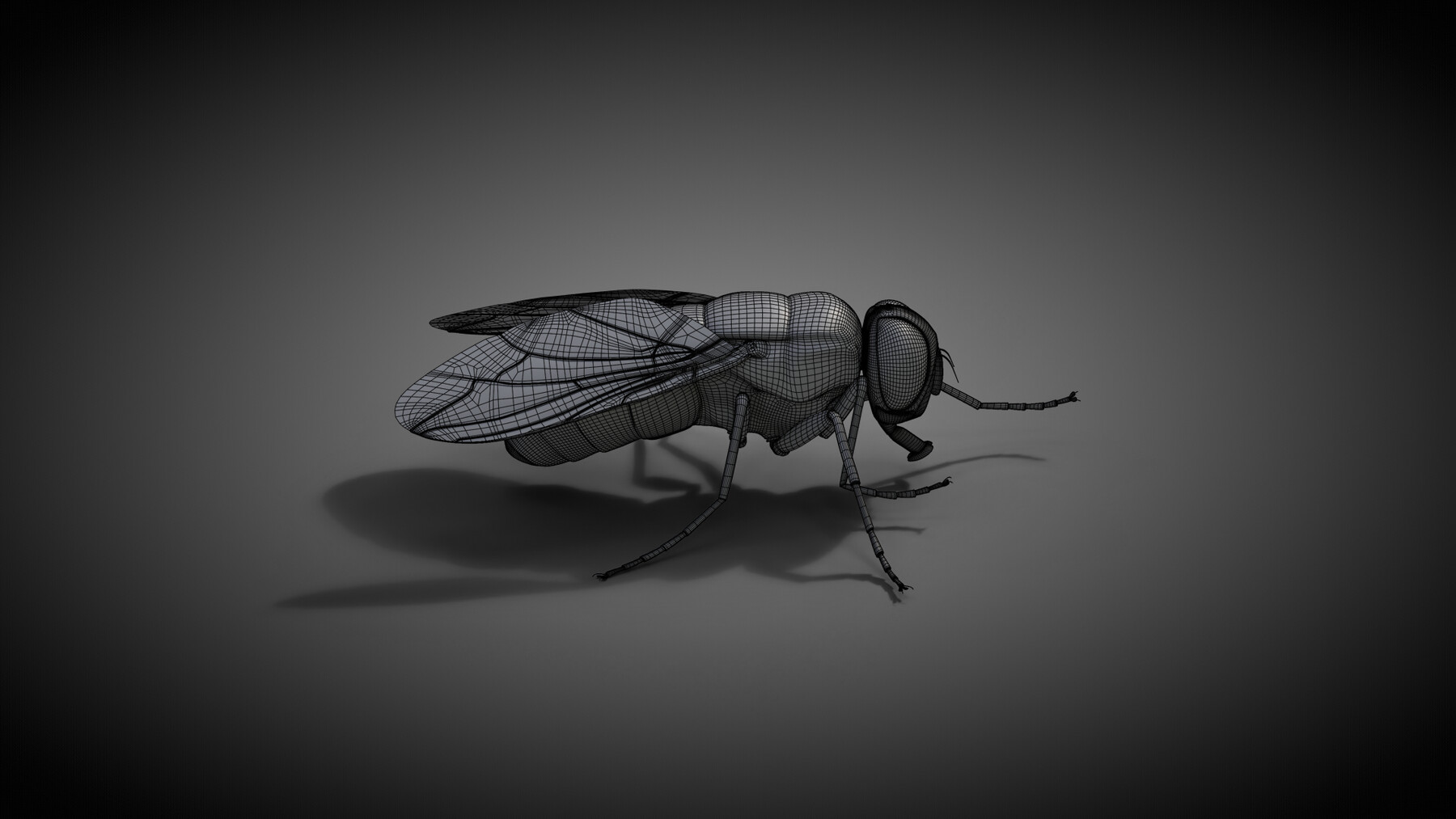 ArtStation - Housefly Animated | VFX Grace | Game Assets