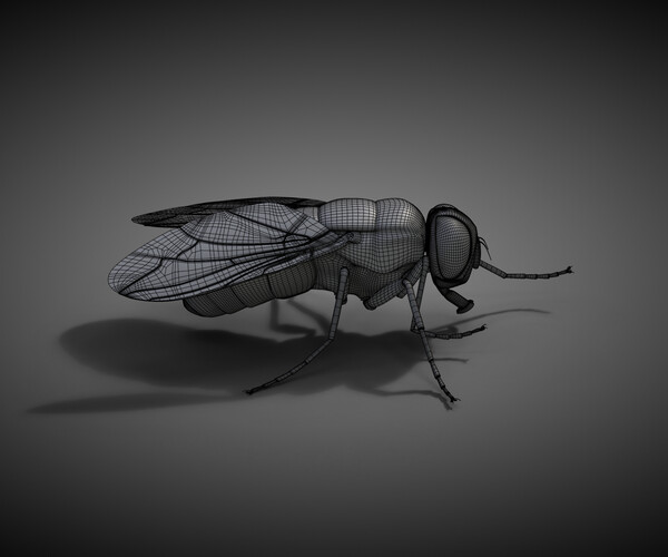 ArtStation - Housefly Animated | VFX Grace | Game Assets