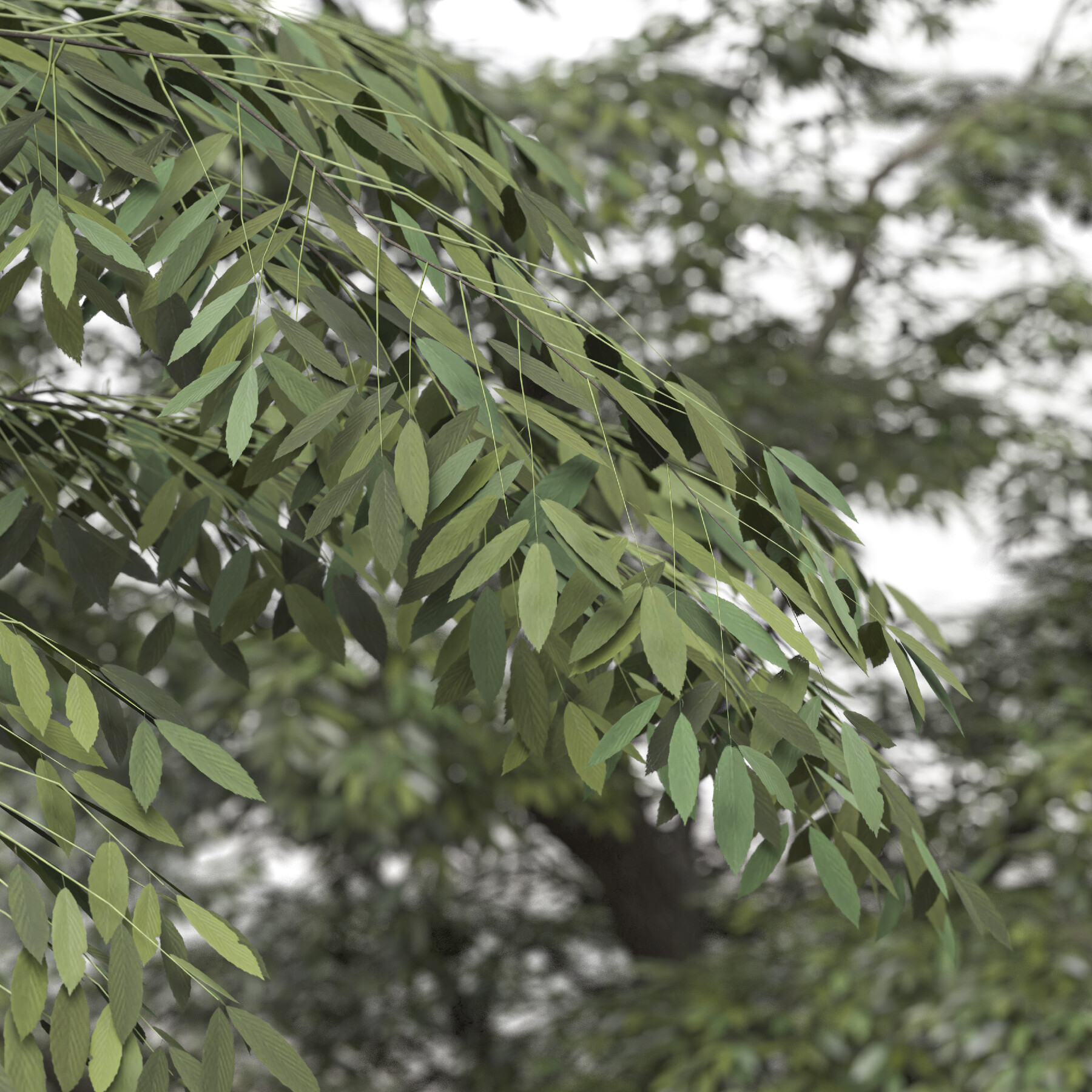 ArtStation - Set of Fraxinus Excelsior Tree (Common ash) (2 Trees ...
