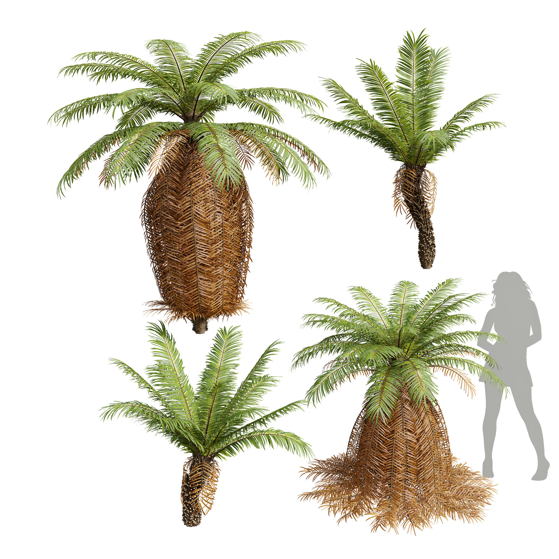 ArtStation - New Plant Brainea Insignis Fern Long Beard | Resources