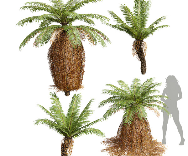 ArtStation - New Plant Brainea Insignis Fern Long Beard | Resources