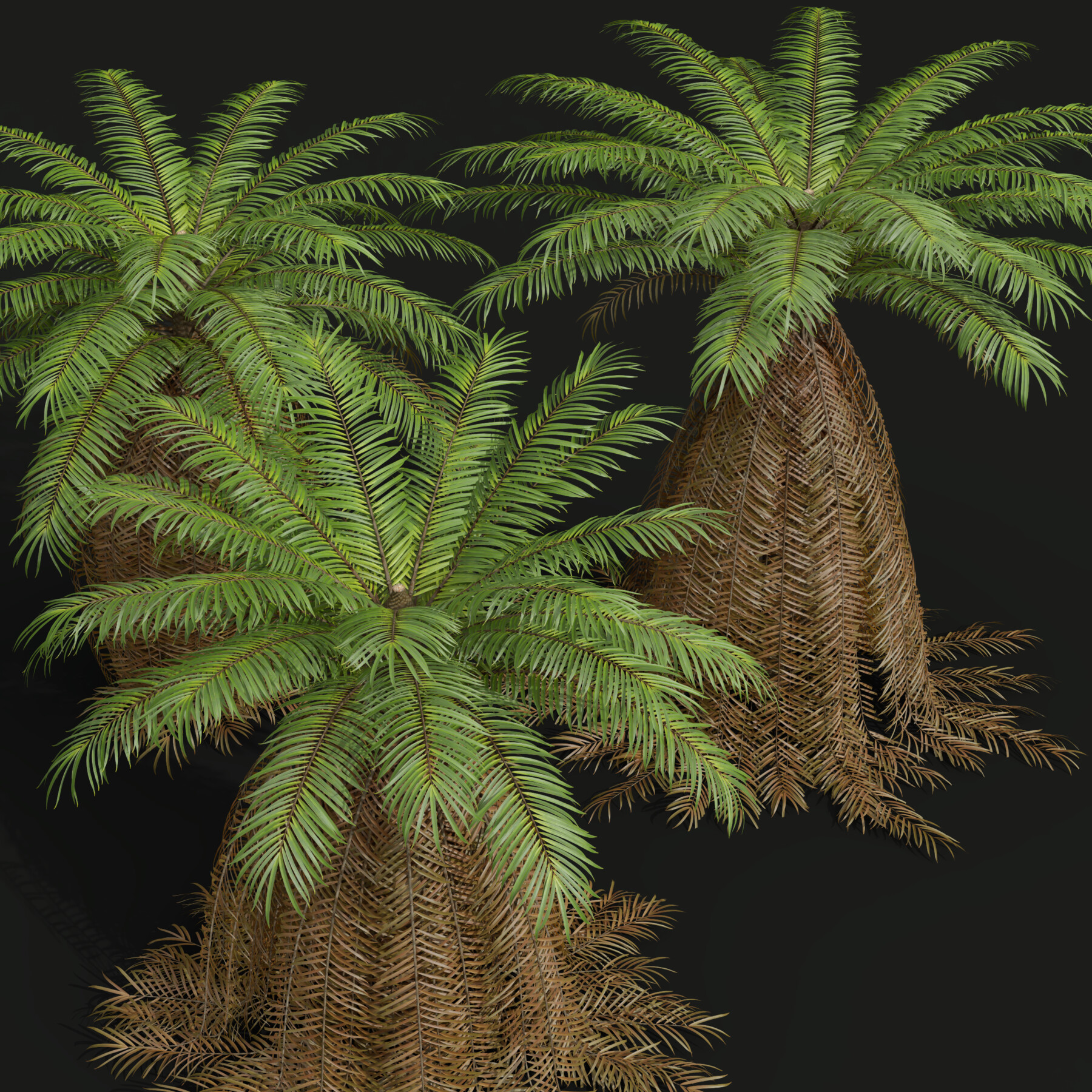 ArtStation - New Plant Brainea Insignis Fern Long Beard | Resources