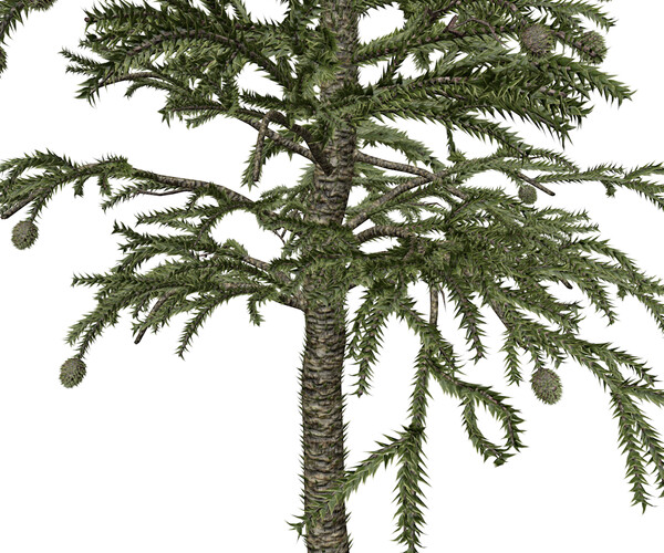 ArtStation - Monkey Puzzle #06 (FBX) - High Poly Tree (3D Model ...