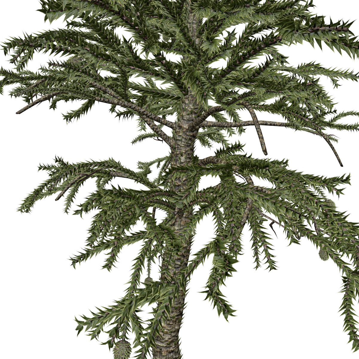 ArtStation - Monkey Puzzle #09 (FBX) - High Poly Tree (3D Model ...