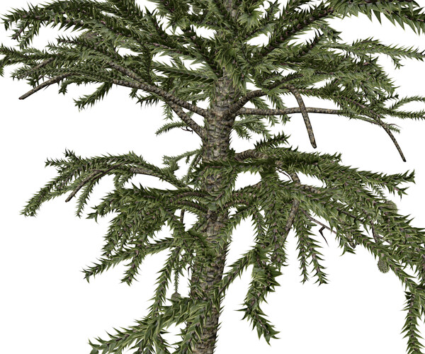 ArtStation - Monkey Puzzle #09 (FBX) - High Poly Tree (3D Model ...