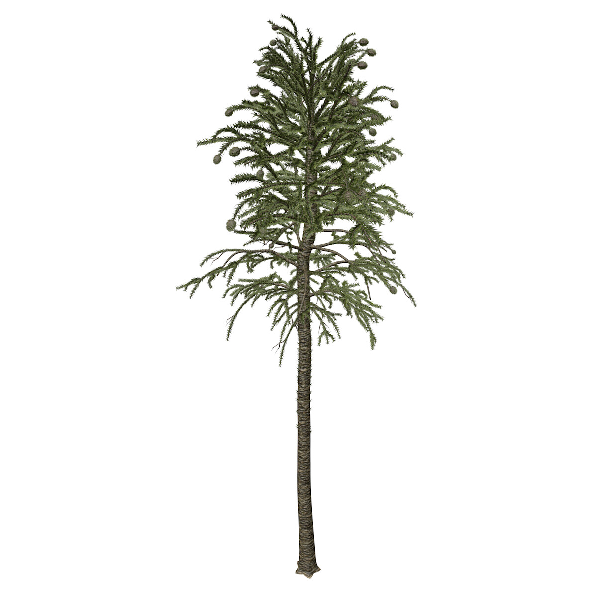 ArtStation - Monkey Puzzle #10 (FBX) - High Poly Tree (3D Model ...