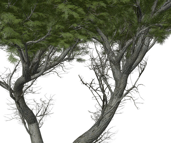 ArtStation - Monterey Cypress #03 (FBX) - High Poly Tree (3D Model ...