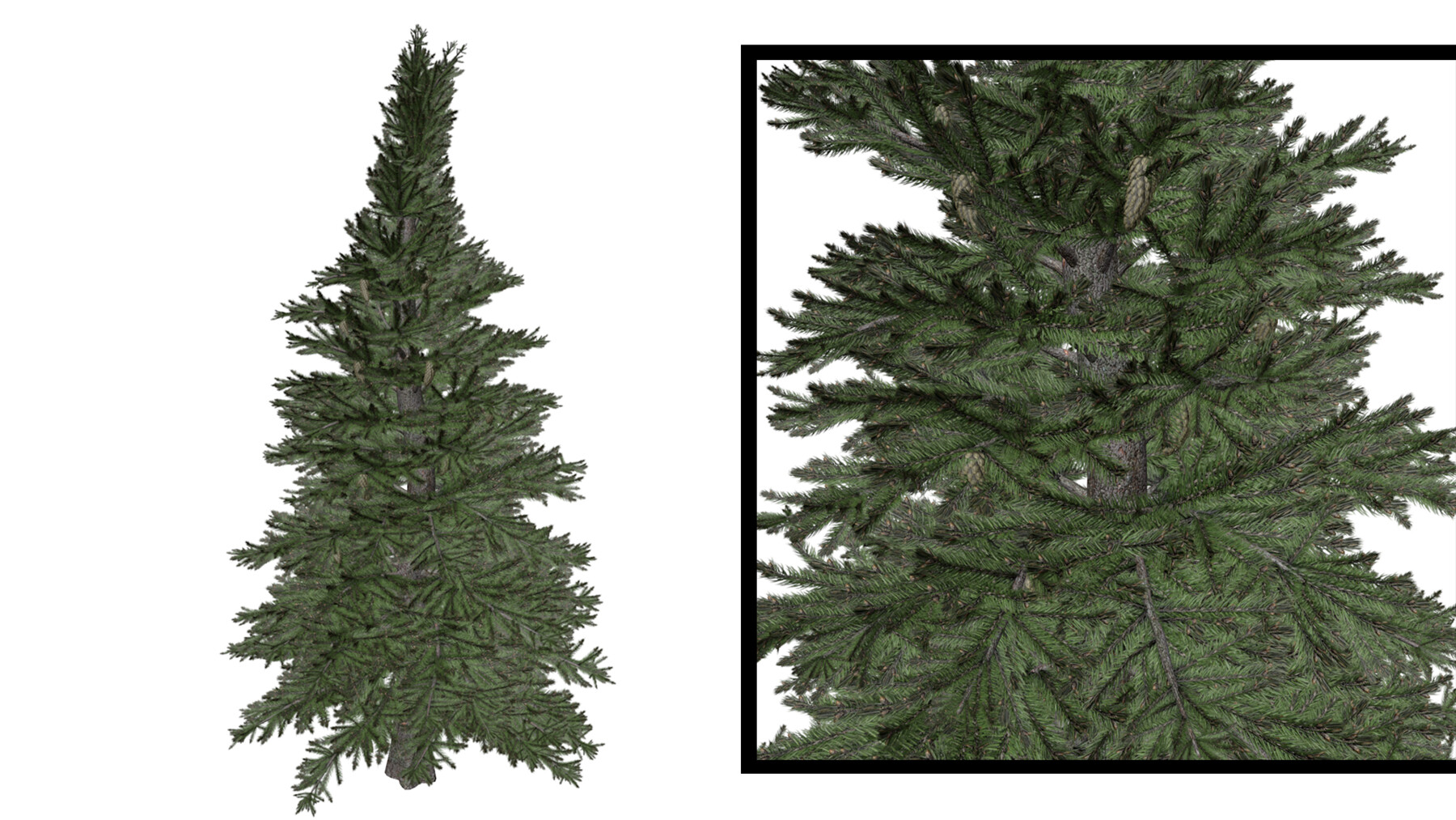 ArtStation - Norway Spruce #01 (FBX) - High Poly Tree (3D Model ...
