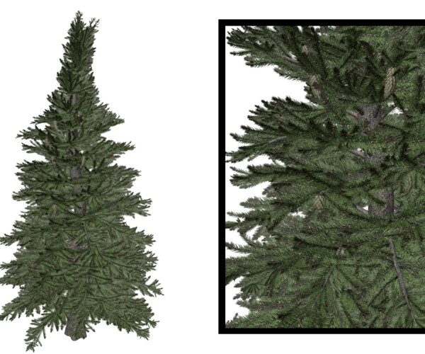ArtStation - Norway Spruce #01 (FBX) - High Poly Tree (3D Model ...