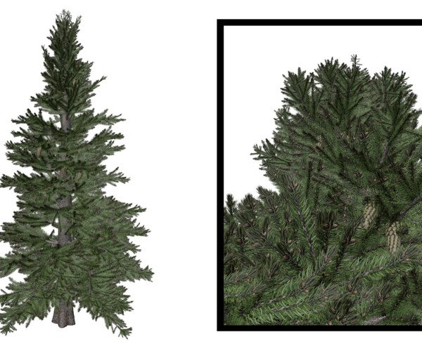 ArtStation - Norway Spruce #02 (FBX) - High Poly Tree (3D Model ...