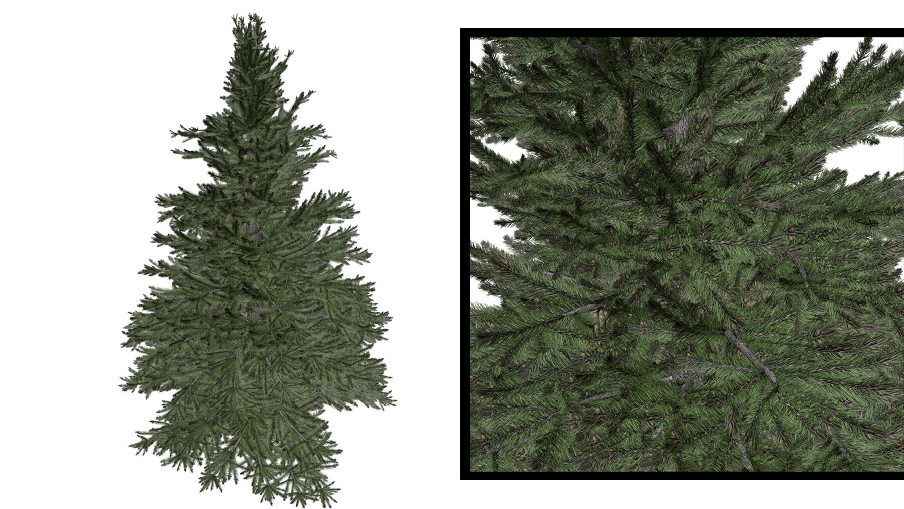 ArtStation - Norway Spruce #03 (FBX) - High Poly Tree (3D Model ...
