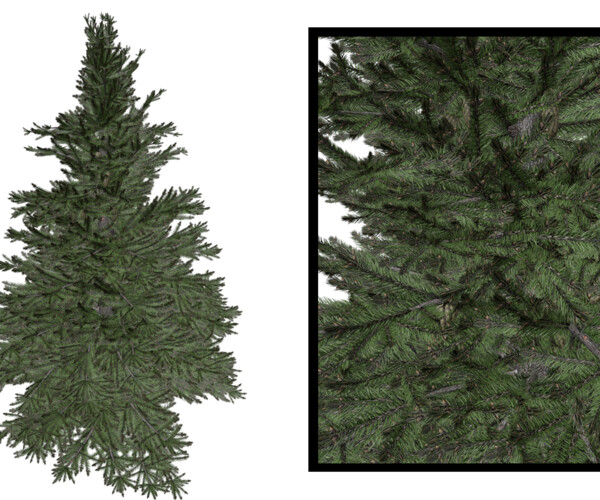 ArtStation - Norway Spruce #03 (FBX) - High Poly Tree (3D Model ...