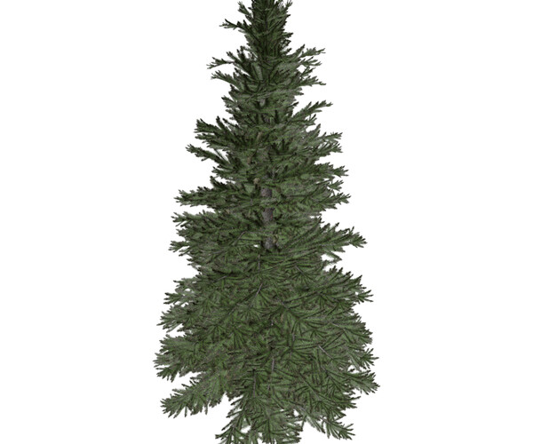ArtStation - Norway Spruce #04 (FBX) - High Poly Tree (3D Model ...