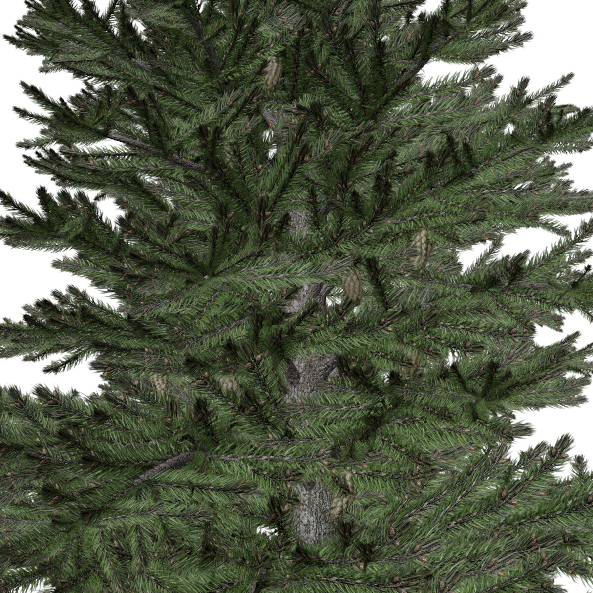ArtStation - Norway Spruce #04 (FBX) - High Poly Tree (3D Model ...