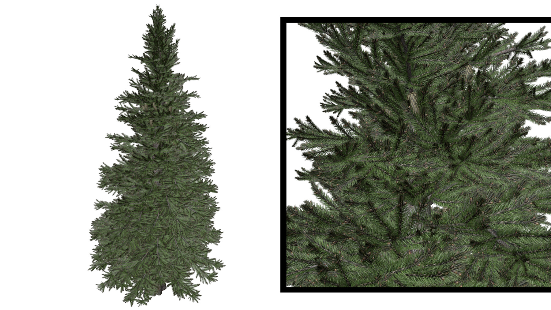 ArtStation - Norway Spruce #05 (FBX) - High Poly Tree (3D Model ...
