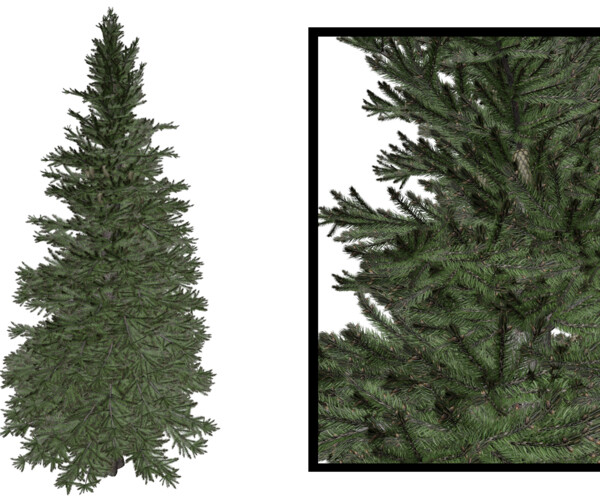 ArtStation - Norway Spruce #05 (FBX) - High Poly Tree (3D Model ...