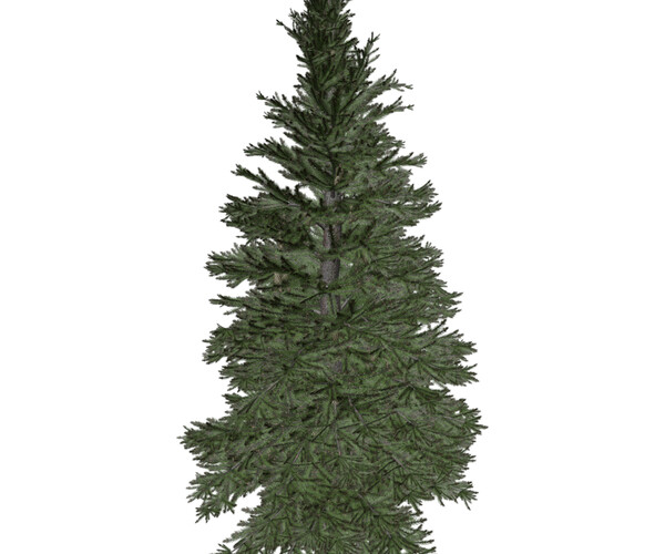 ArtStation - Norway Spruce #06 (FBX) - High Poly Tree (3D Model ...