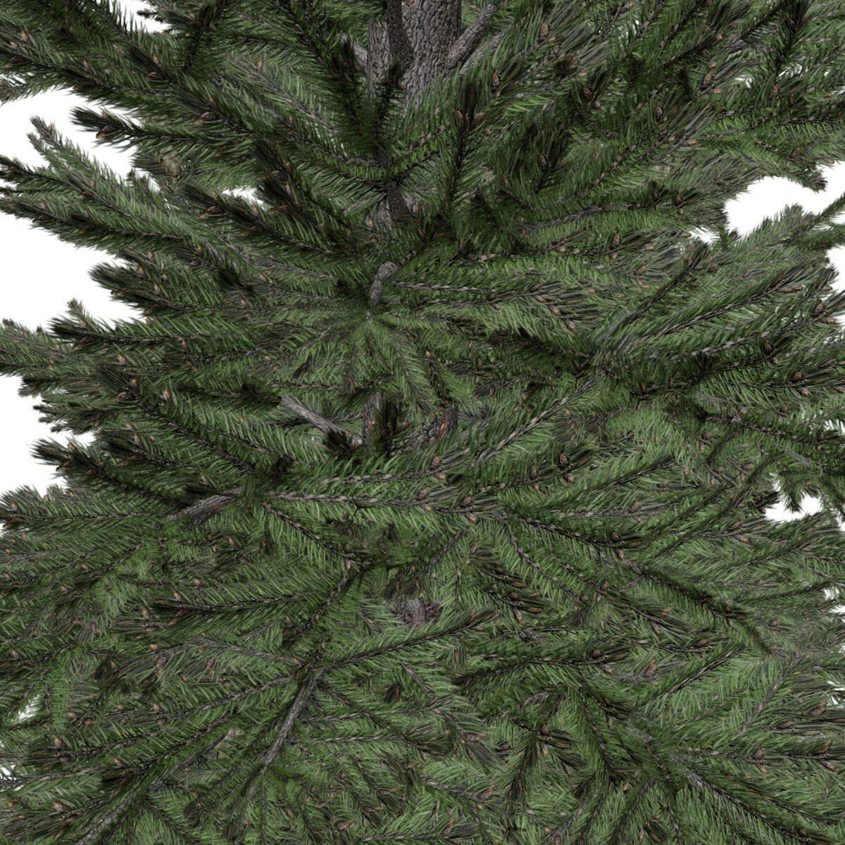 ArtStation - Norway Spruce #09 (FBX) - High Poly Tree (3D Model ...