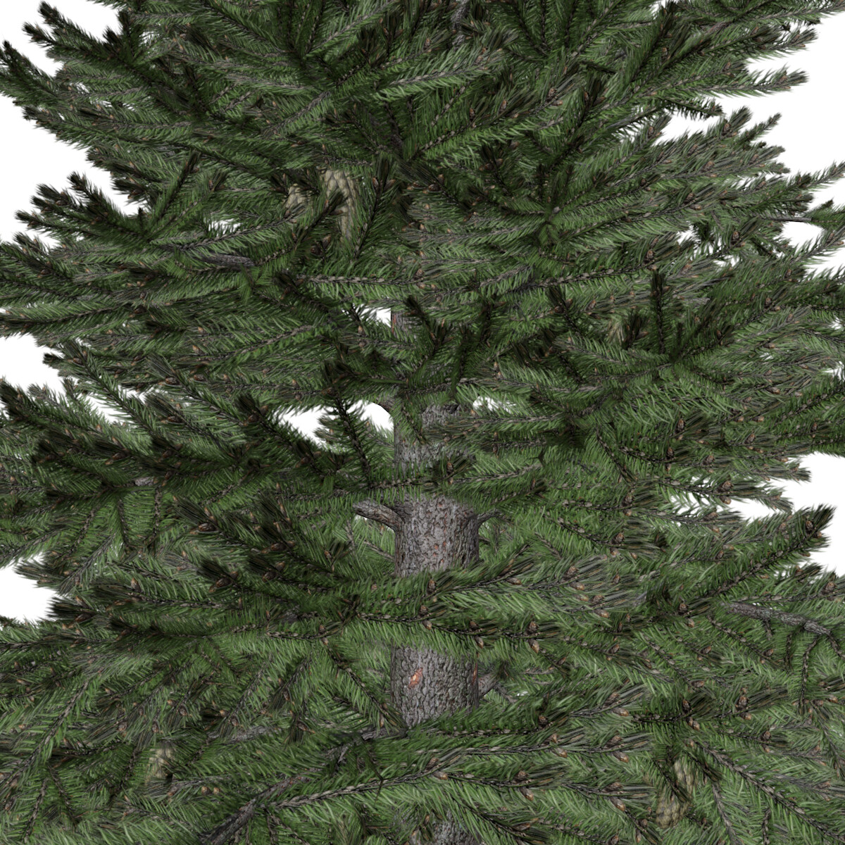 ArtStation - Norway Spruce #10 (FBX) - High Poly Tree (3D Model ...