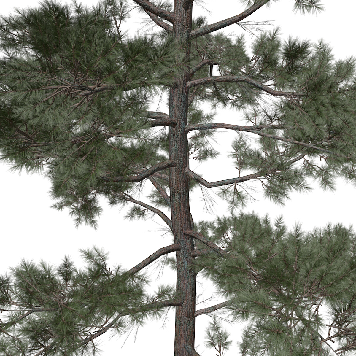 ArtStation - Scots Pine #01 (FBX) - High Poly Tree (3D Model) | Resources