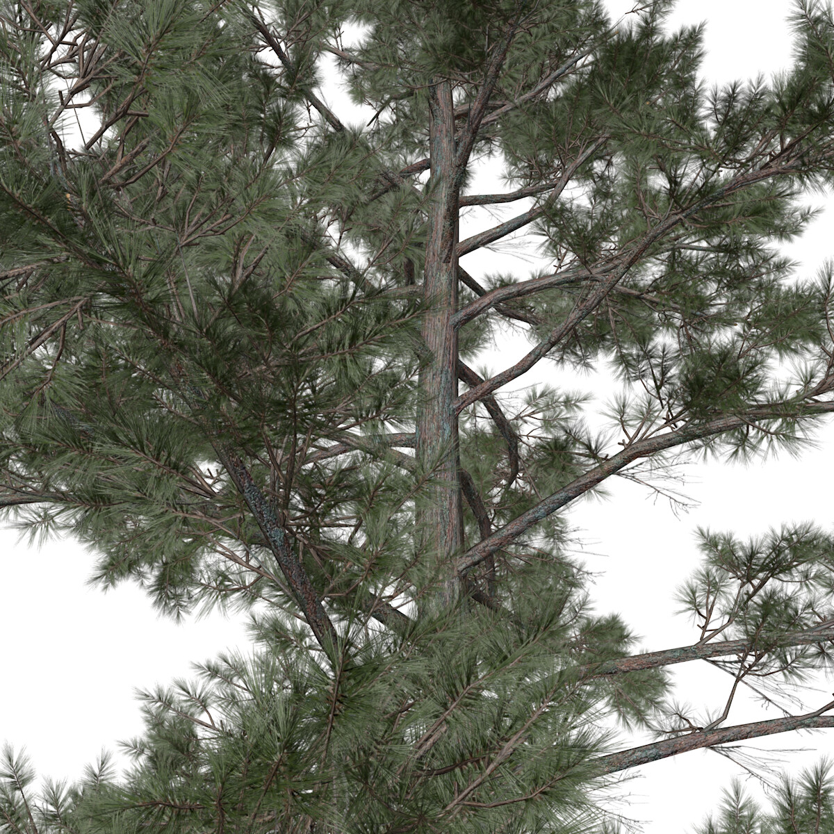 ArtStation - Scots Pine #02 (FBX) - High Poly Tree (3D Model) | Resources