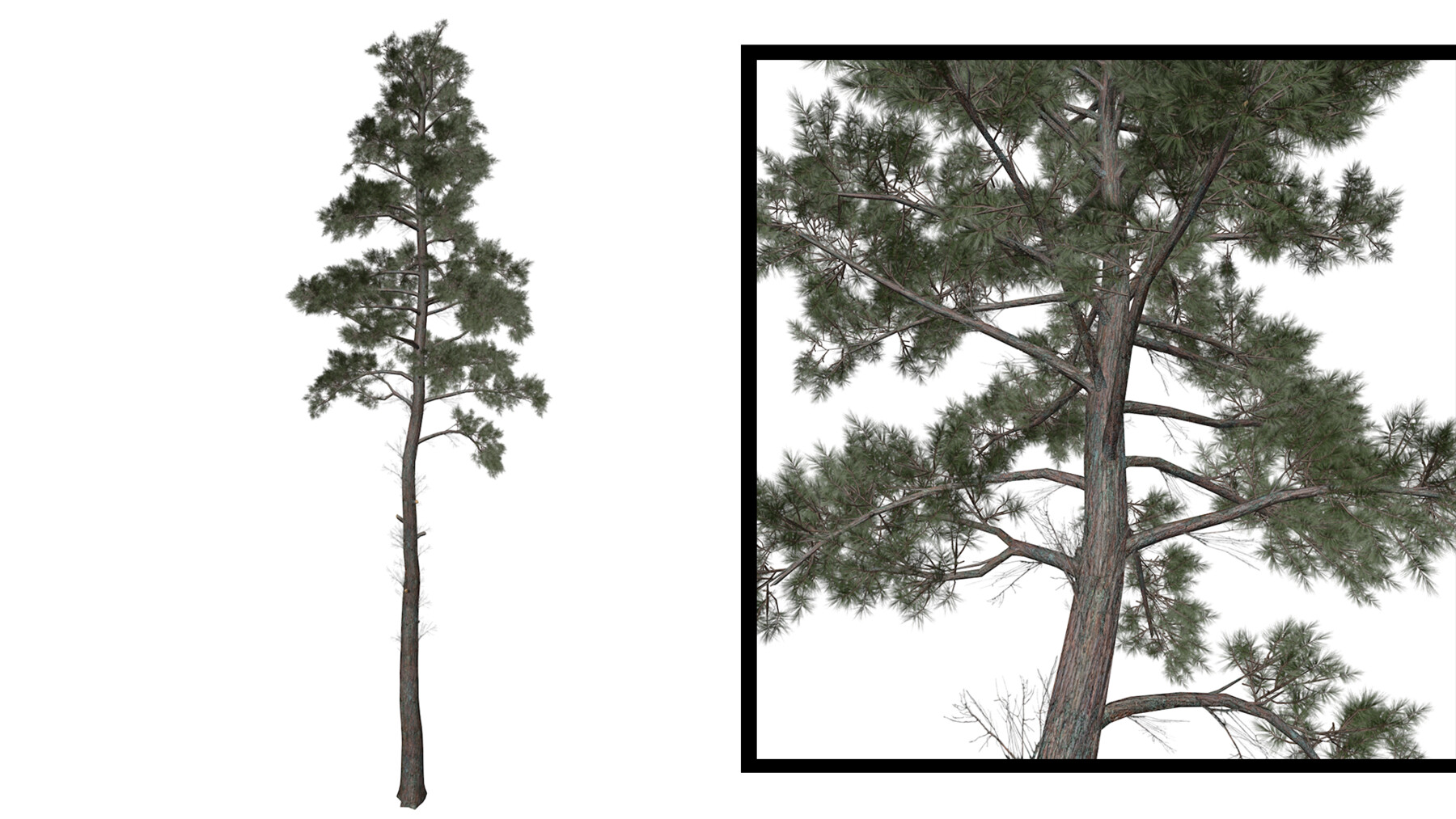 ArtStation - Scots Pine #03 (FBX) - High Poly Tree (3D Model) | Resources