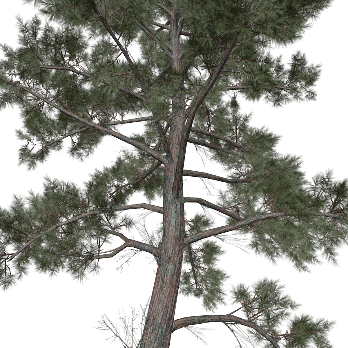 ArtStation - Scots Pine #03 (FBX) - High Poly Tree (3D Model) | Resources