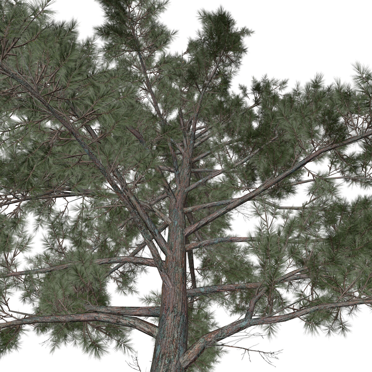 ArtStation - Scots Pine #04 (FBX) - High Poly Tree (3D Model) | Resources