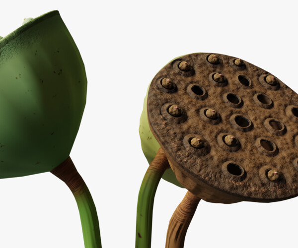 ArtStation - 3D Lotus Seed Pods | Resources