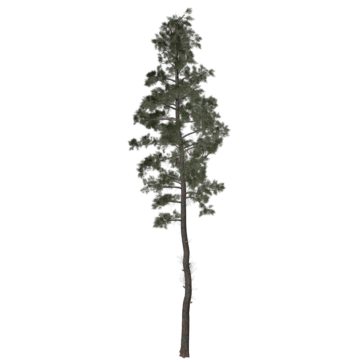 ArtStation - Scots Pine #07 (FBX) - High Poly Tree (3D Model) | Resources