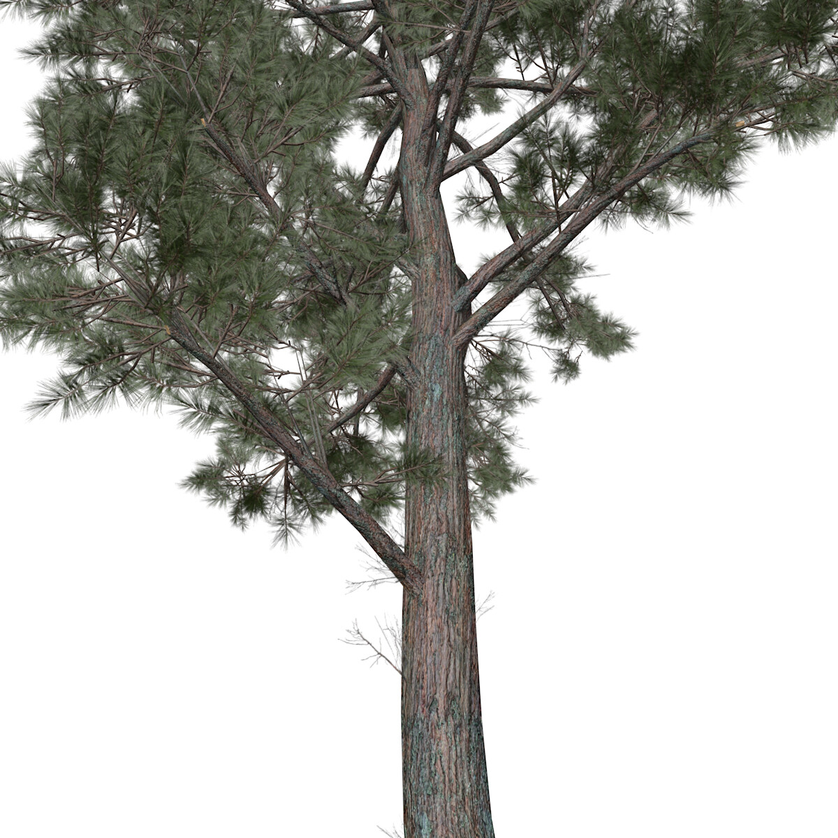 ArtStation - Scots Pine #07 (FBX) - High Poly Tree (3D Model) | Resources