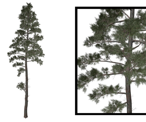 ArtStation - Scots Pine #08 (FBX) - High Poly Tree (3D Model) | Resources