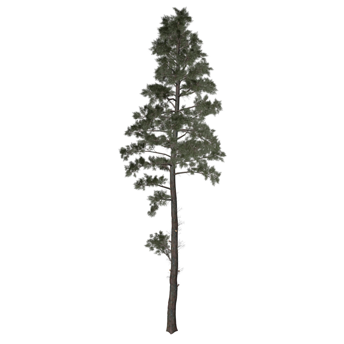 ArtStation - Scots Pine #08 (FBX) - High Poly Tree (3D Model) | Resources