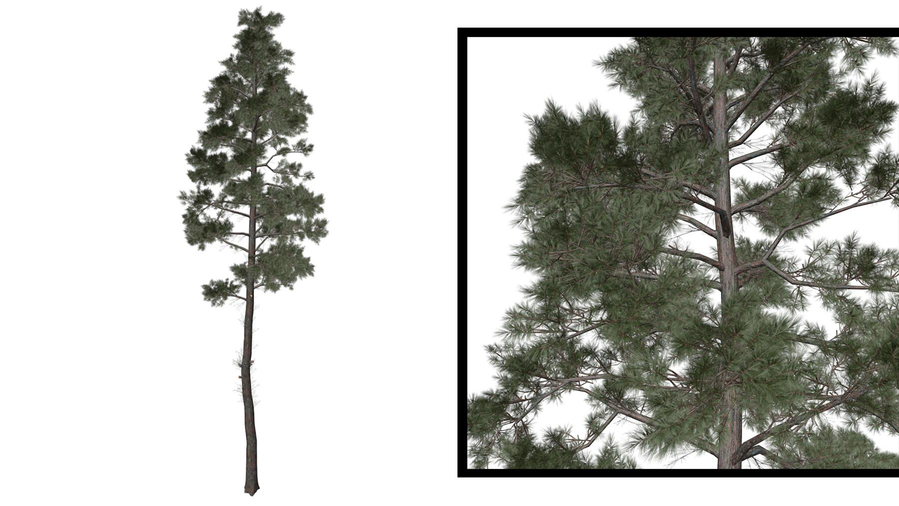 ArtStation - Scots Pine #10 (FBX) - High Poly Tree (3D Model) | Resources