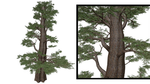 ArtStation - Western Juniper #01 (FBX) - High Poly Tree (3D Model ...