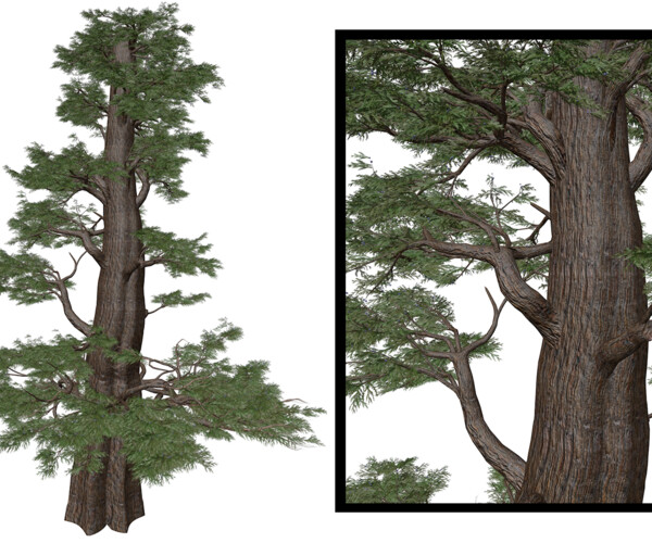 ArtStation - Western Juniper #01 (FBX) - High Poly Tree (3D Model ...