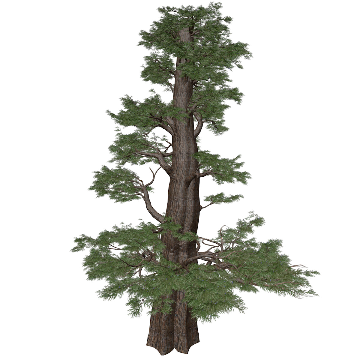 ArtStation - Western Juniper #01 (FBX) - High Poly Tree (3D Model) | Resources