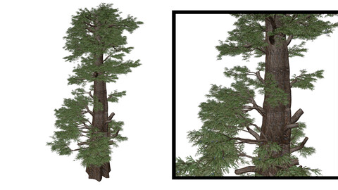 ArtStation - Western Juniper #02 (FBX) - High Poly Tree (3D Model ...