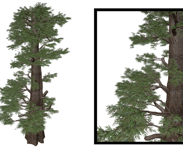ArtStation - Western Juniper #02 (FBX) - High Poly Tree (3D Model ...