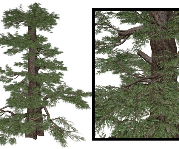 ArtStation - Western Juniper #03 (FBX) - High Poly Tree (3D Model ...