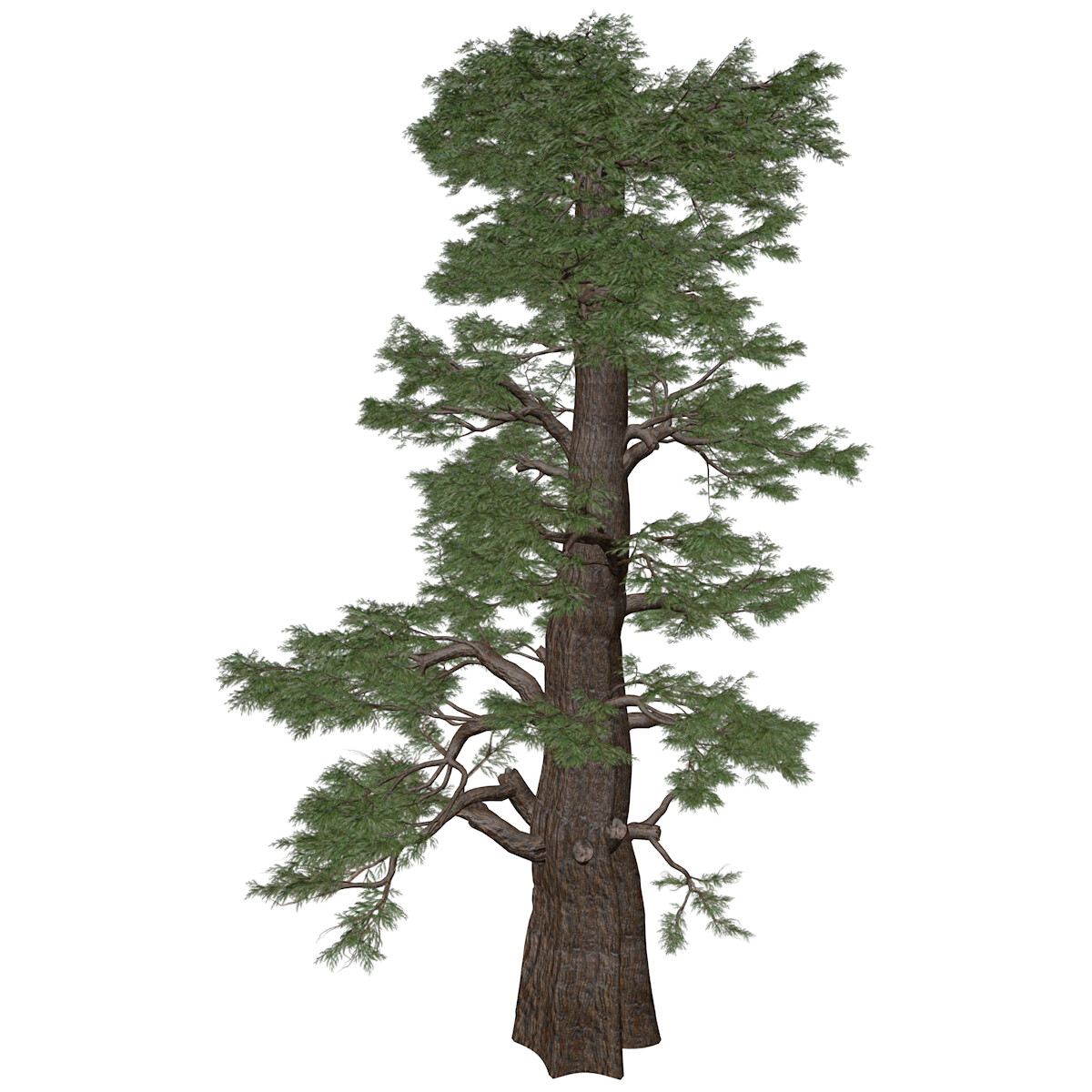 ArtStation - Western Juniper #04 (FBX) - High Poly Tree (3D Model ...