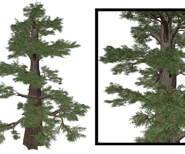ArtStation - Western Juniper #05 (FBX) - High Poly Tree (3D Model ...