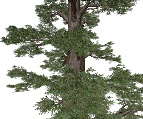 ArtStation - Western Juniper #05 (FBX) - High Poly Tree (3D Model ...
