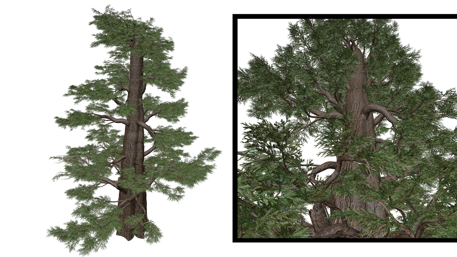 ArtStation - Western Juniper #06 (FBX) - High Poly Tree (3D Model) | Resources